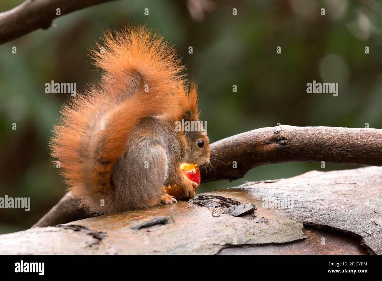Red Squirrel, Germany, wildlife, eurasian red squirrel (Sciurus ...