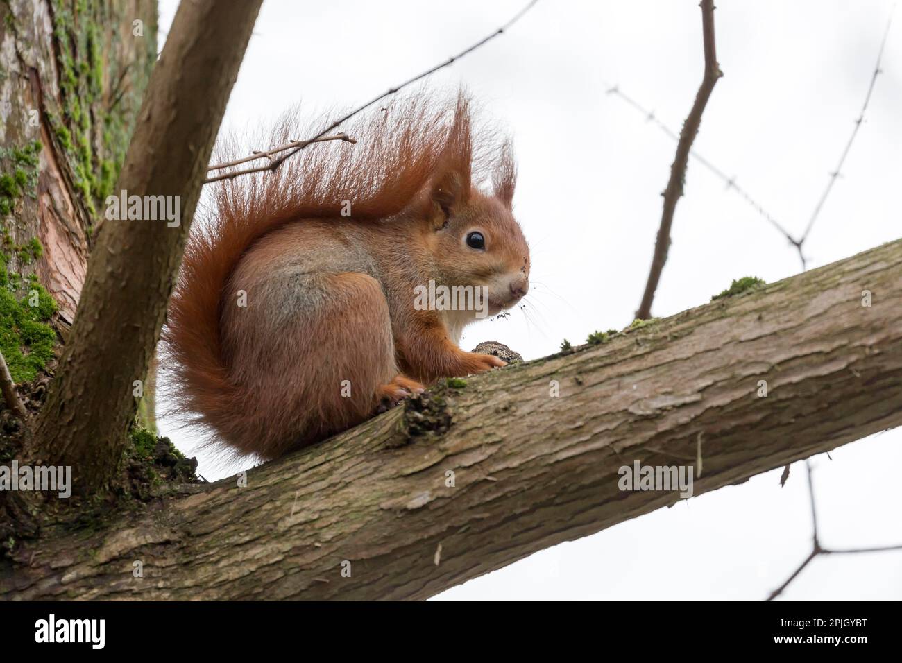 Red Squirrel, Germany, wildlife, eurasian red squirrel (Sciurus ...