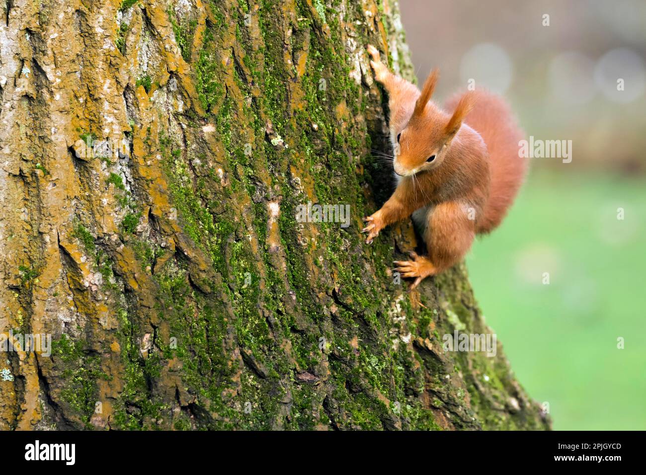 Red Squirrel, Germany, wildlife, eurasian red squirrel (Sciurus ...