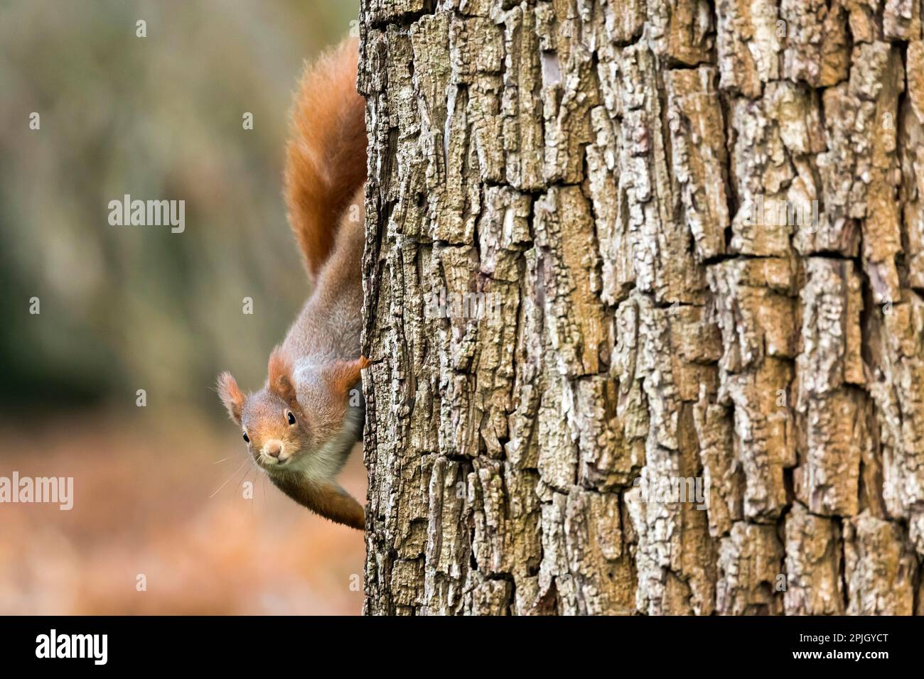 Red Squirrel, Germany, wildlife, eurasian red squirrel (Sciurus ...