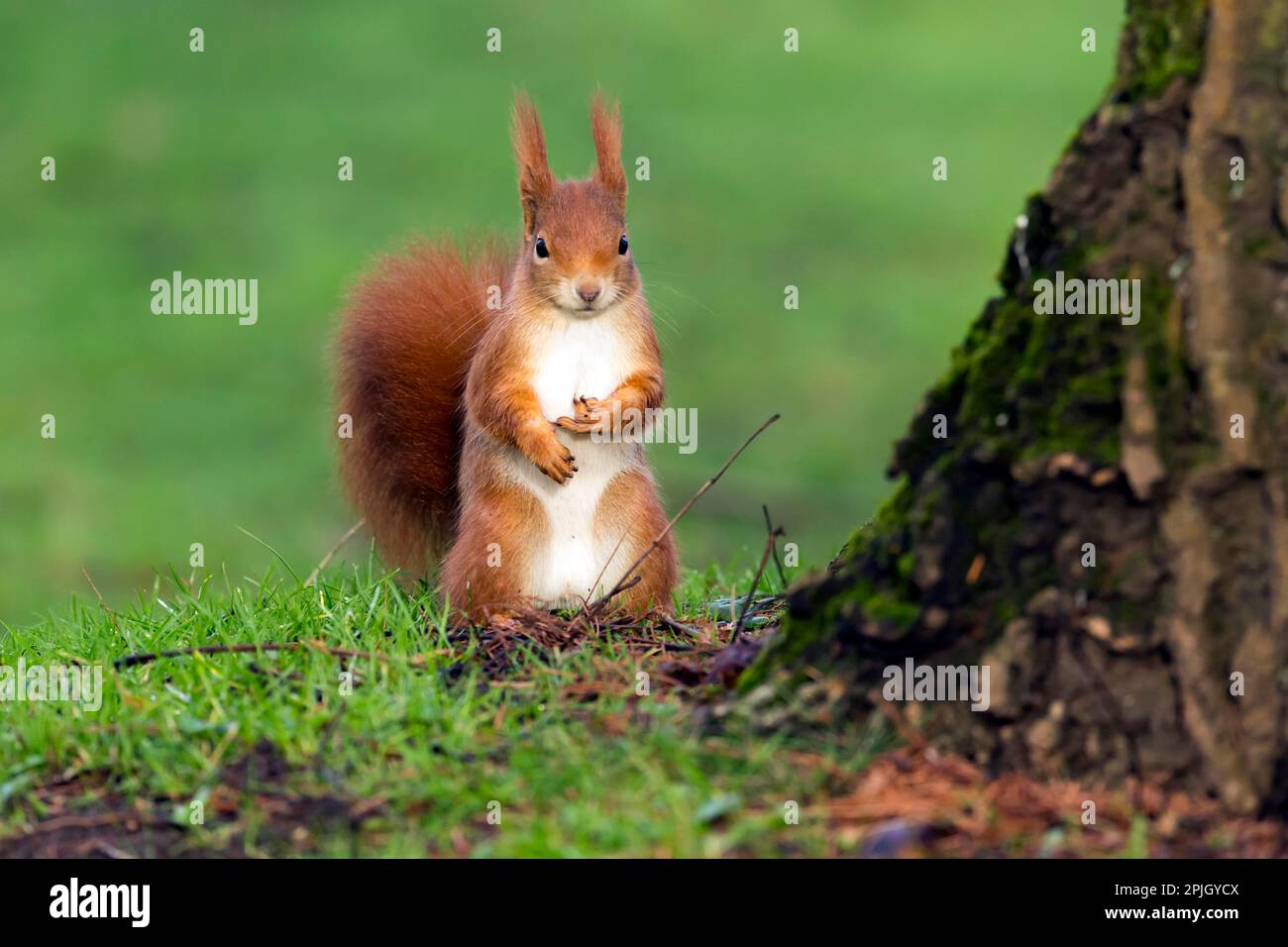 Red Squirrel, Germany, wildlife, eurasian red squirrel (Sciurus ...