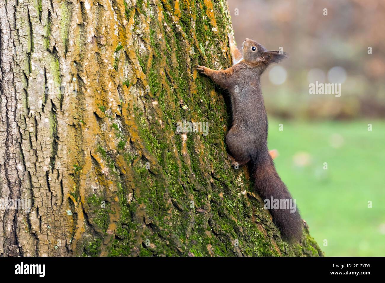 Red Squirrel, Germany, wildlife, eurasian red squirrel (Sciurus ...