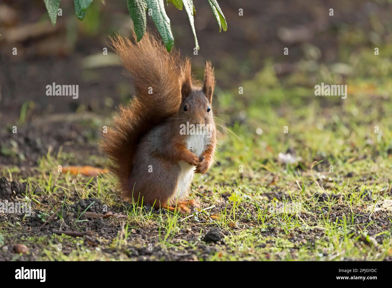 Red Squirrel, Germany, wildlife, eurasian red squirrel (Sciurus ...