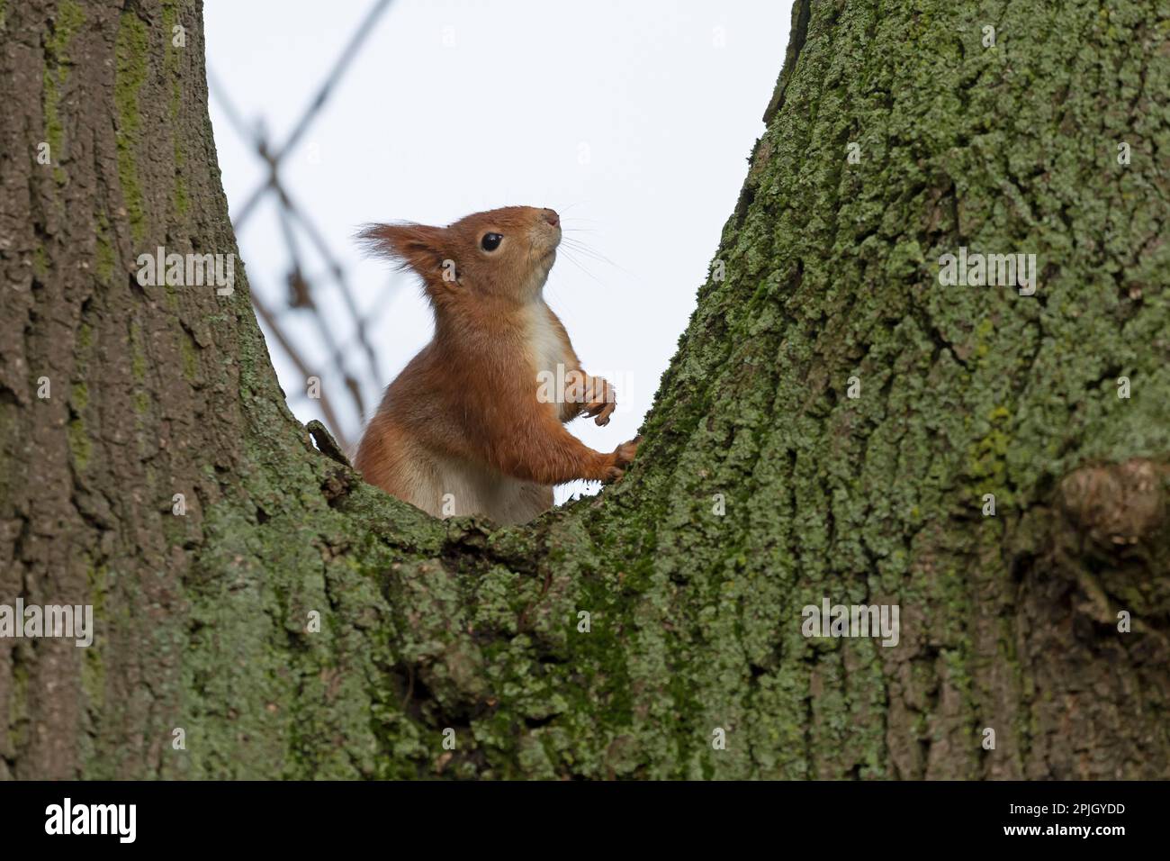 Red Squirrel, Germany, wildlife, eurasian red squirrel (Sciurus ...