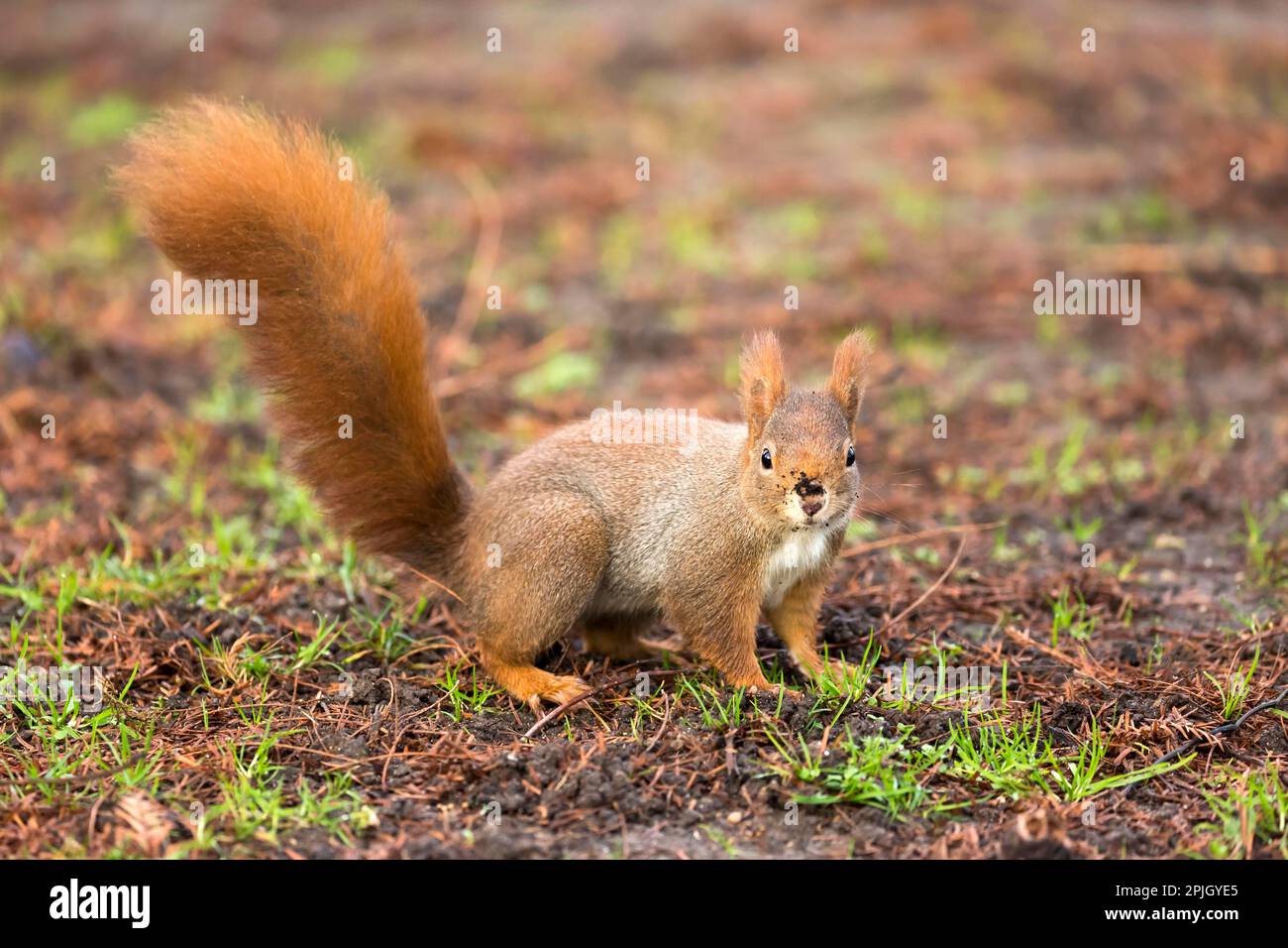 Red Squirrel, Germany, wildlife, eurasian red squirrel (Sciurus ...