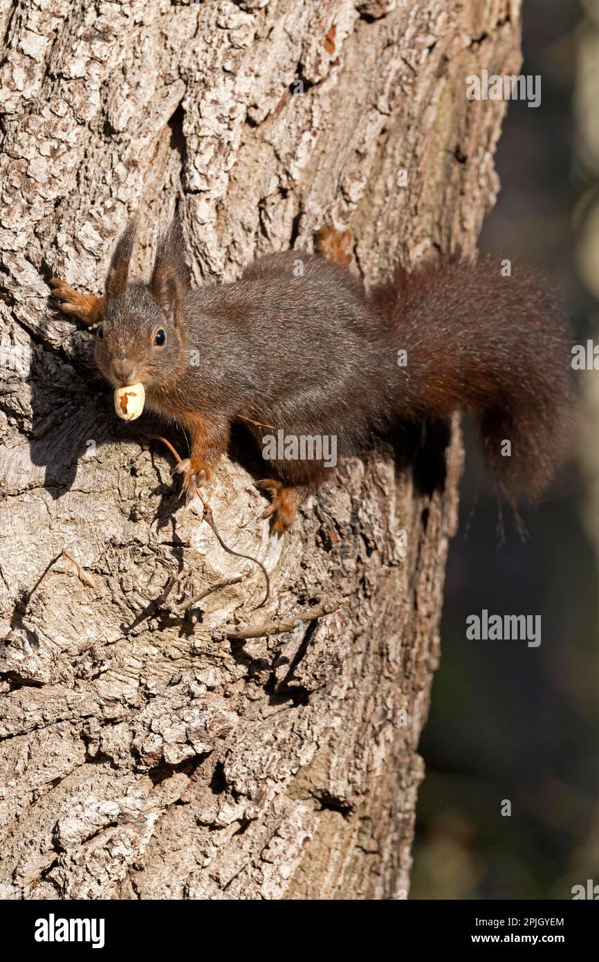 Red Squirrel, Germany, wildlife, eurasian red squirrel (Sciurus ...