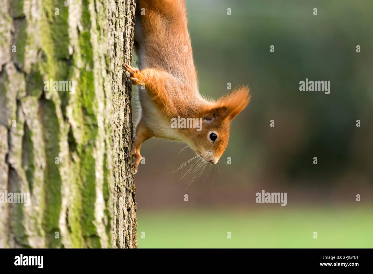 Red Squirrel, Germany, wildlife, eurasian red squirrel (Sciurus ...