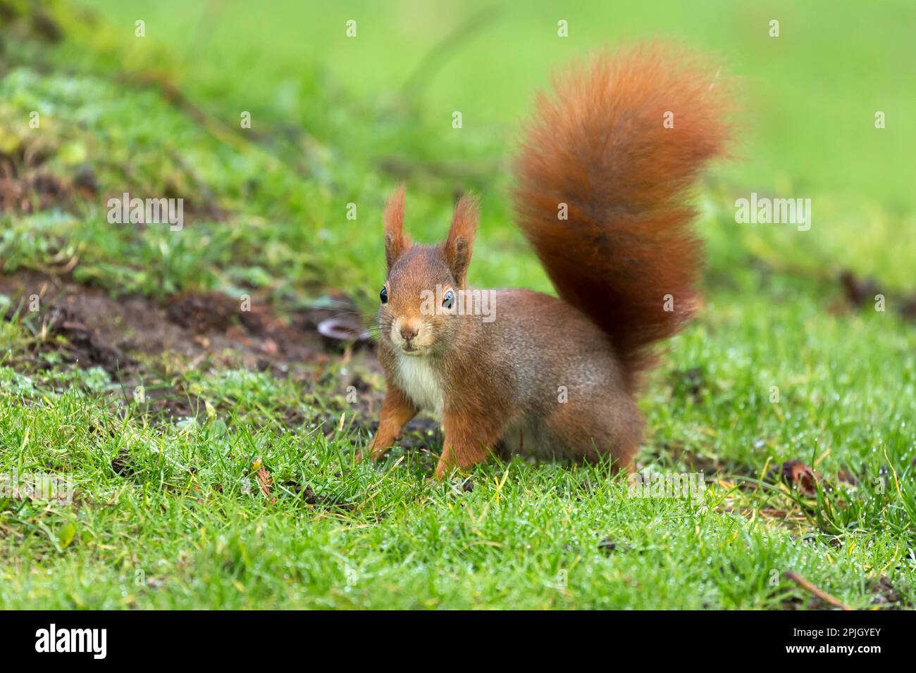 Red Squirrel, Germany, wildlife, eurasian red squirrel (Sciurus ...
