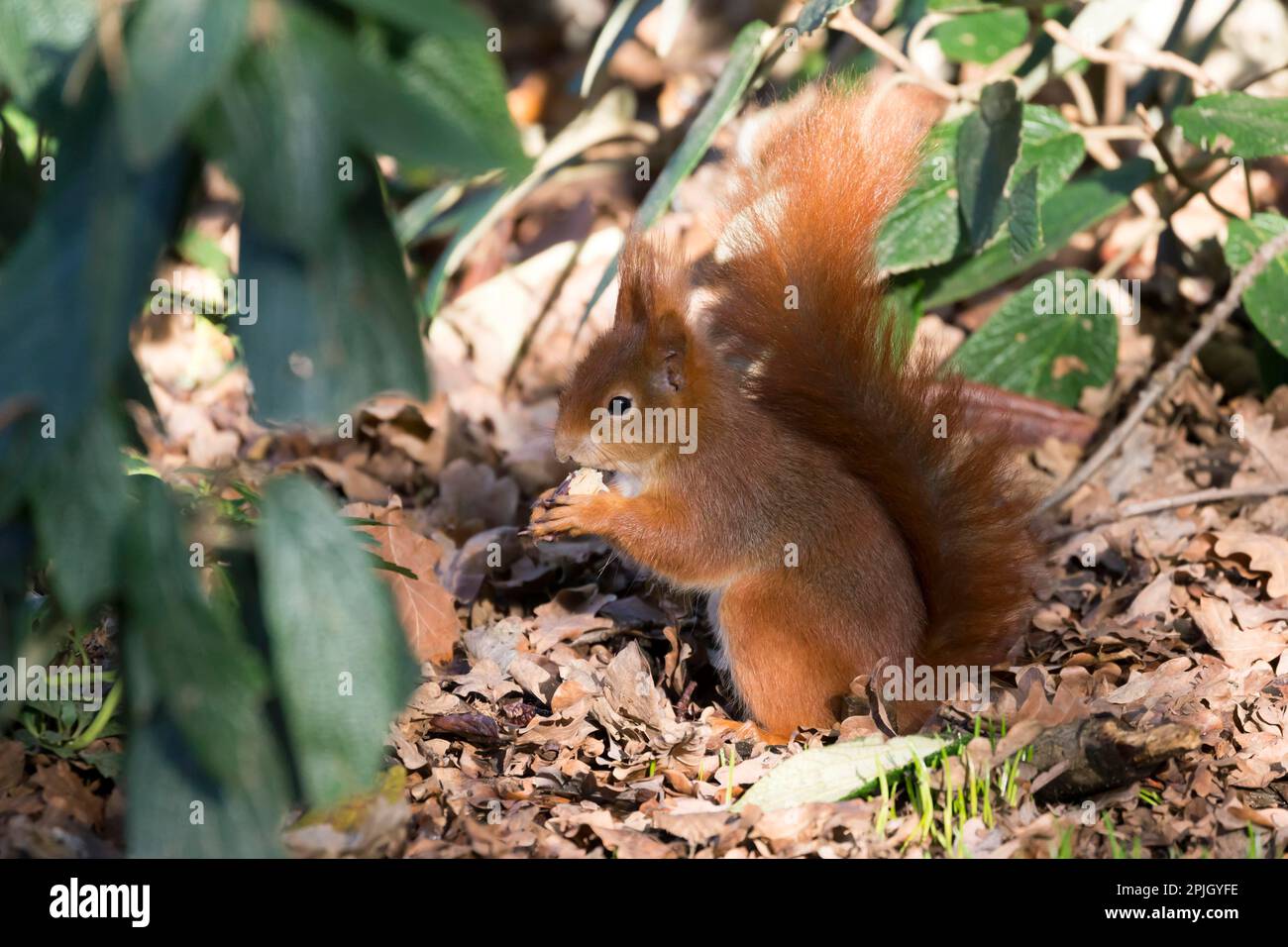 Red Squirrel, Germany, wildlife, eurasian red squirrel (Sciurus ...