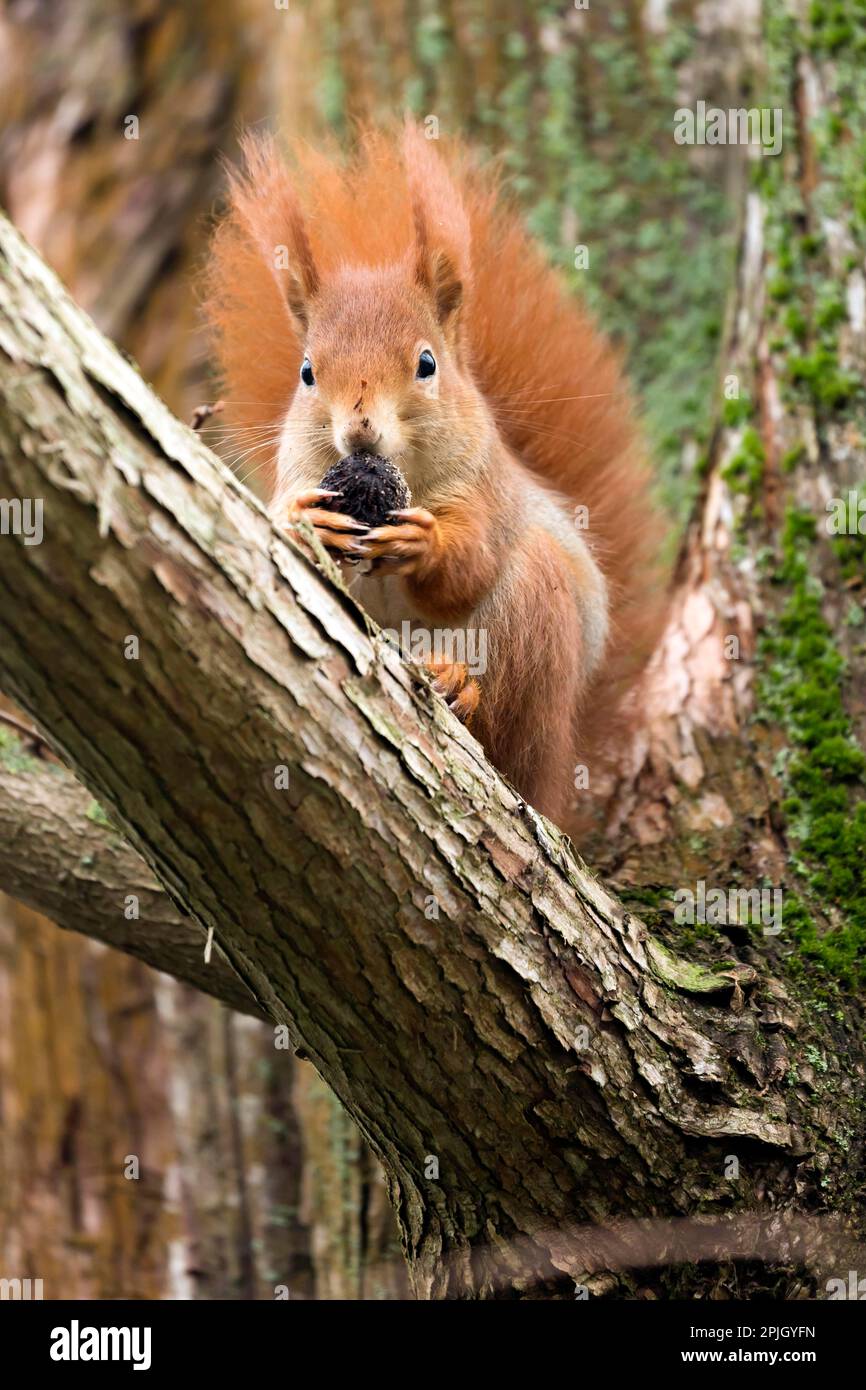 Red Squirrel, Germany, wildlife, eurasian red squirrel (Sciurus ...