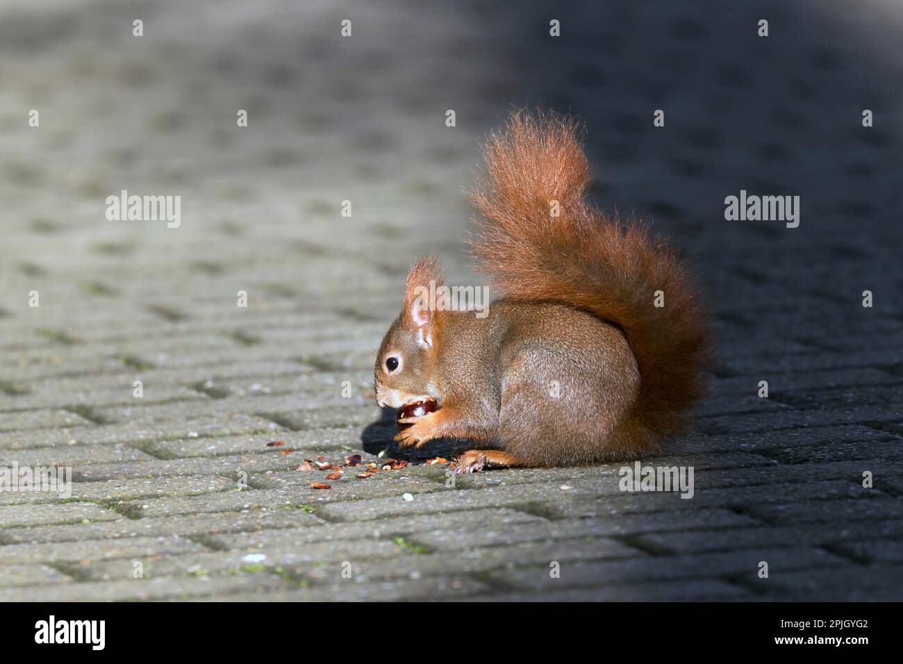 Red Squirrel, Germany, wildlife, eurasian red squirrel (Sciurus ...
