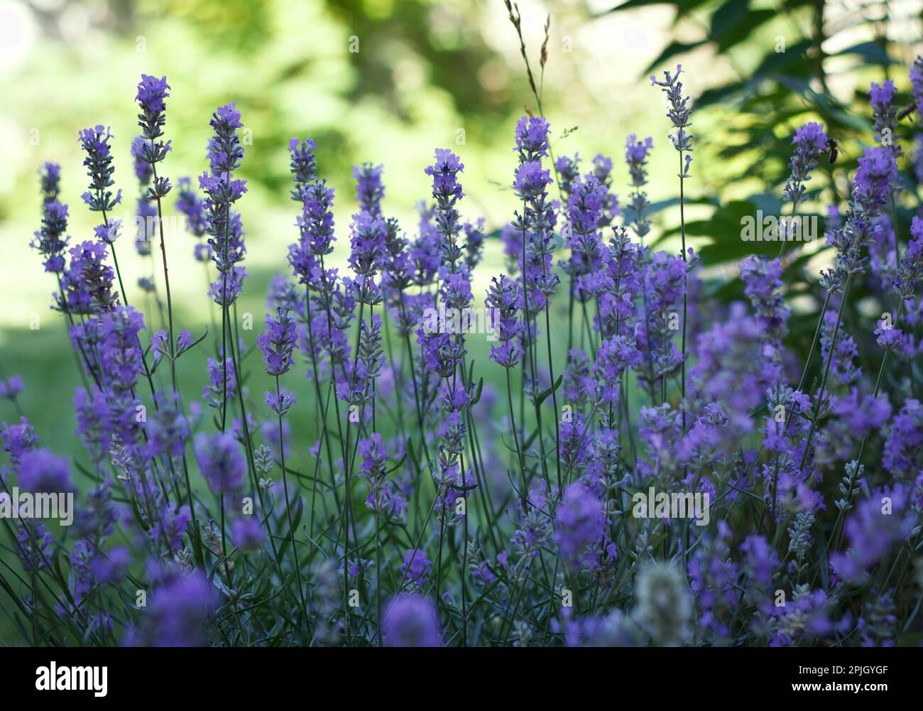 Group of lavender flowers hi-res stock photography and images - Alamy