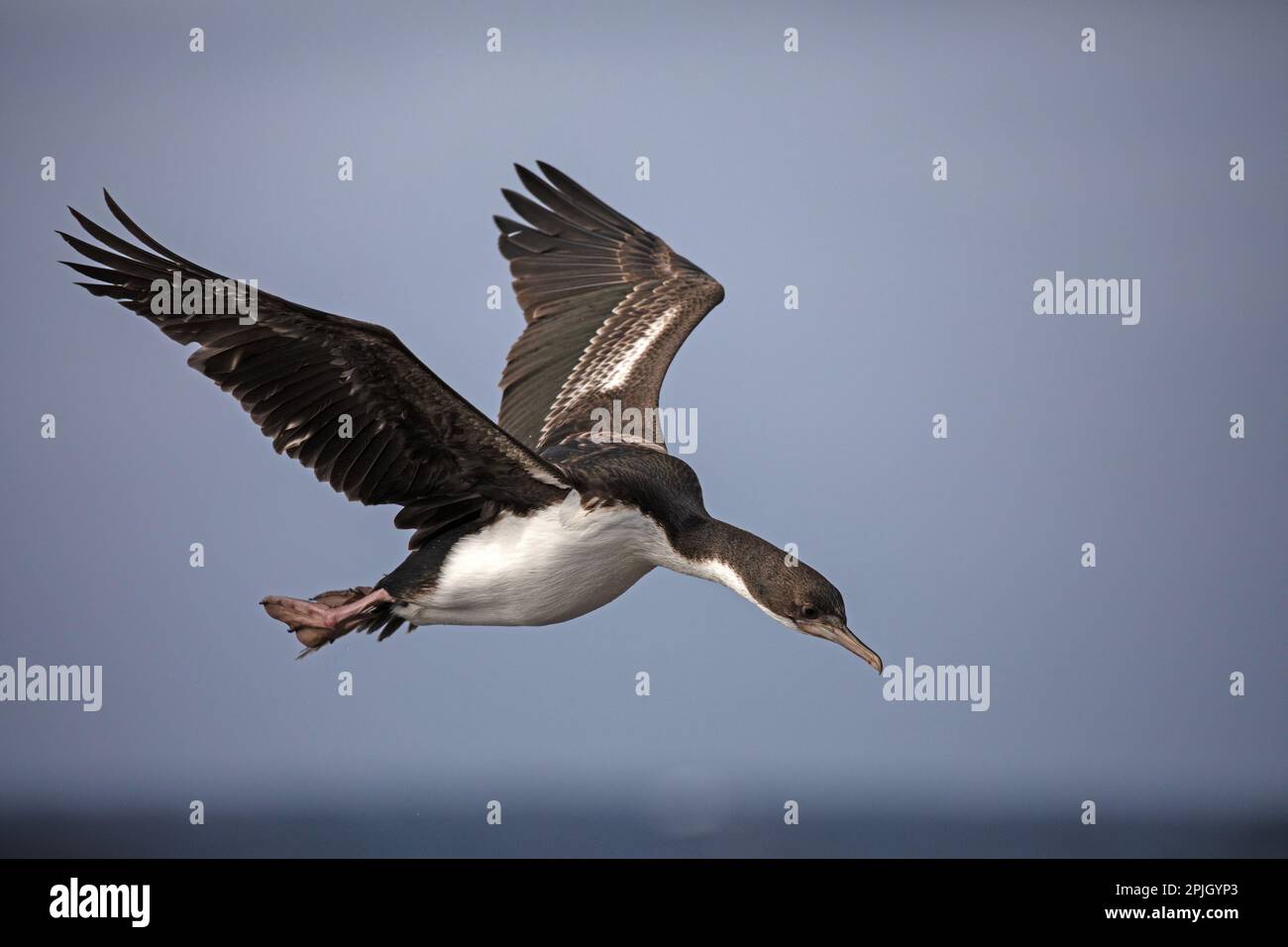 Imperial Cormorant, Phalacrocorax Atriceps, on The Falkland Islands ...