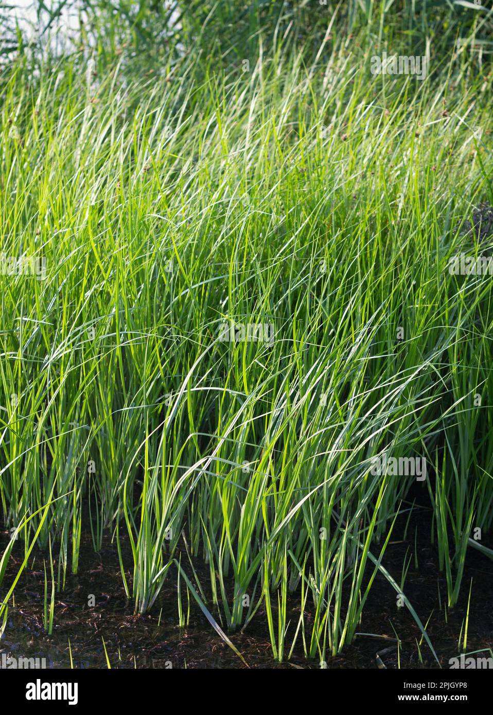 Green lake cane grow in park near lake Stock Photo - Alamy