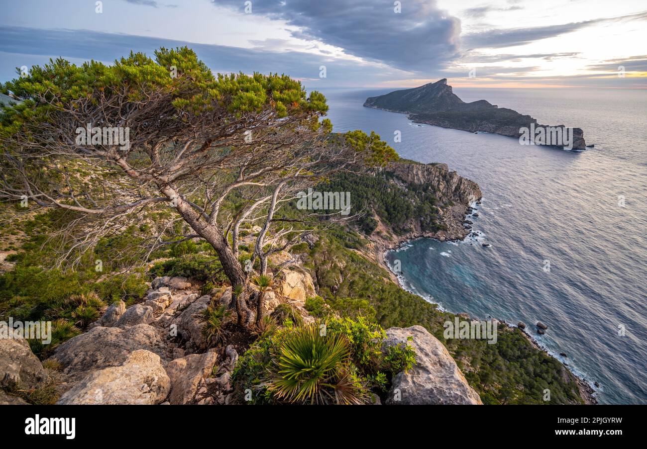 Pine tree at, with an island, sunset over the sea, Mirador Jose Sastre ...