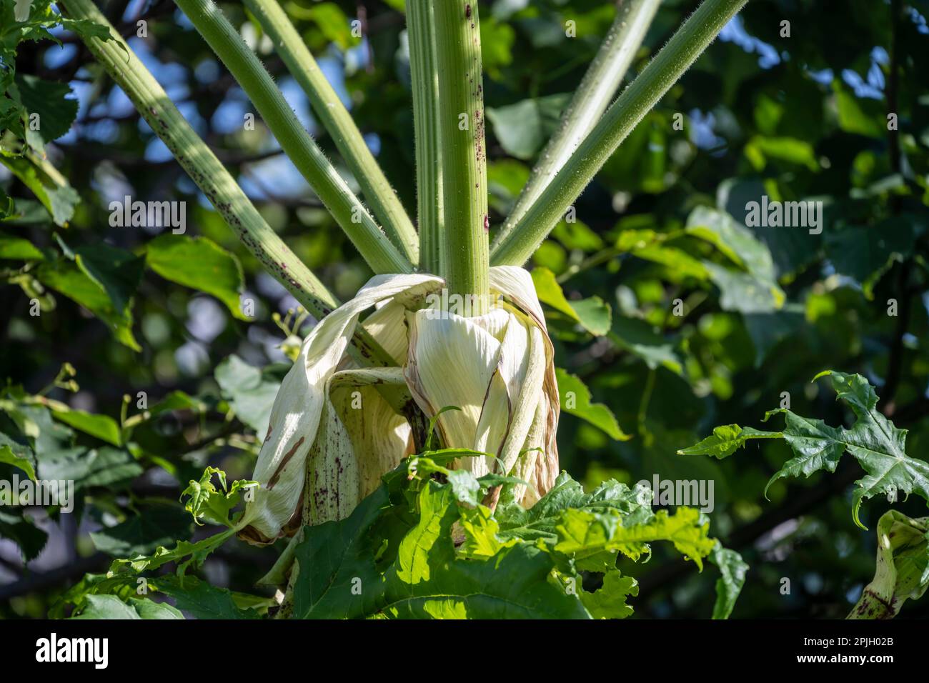 Giant hogweed stem, Germany Stock Photo - Alamy