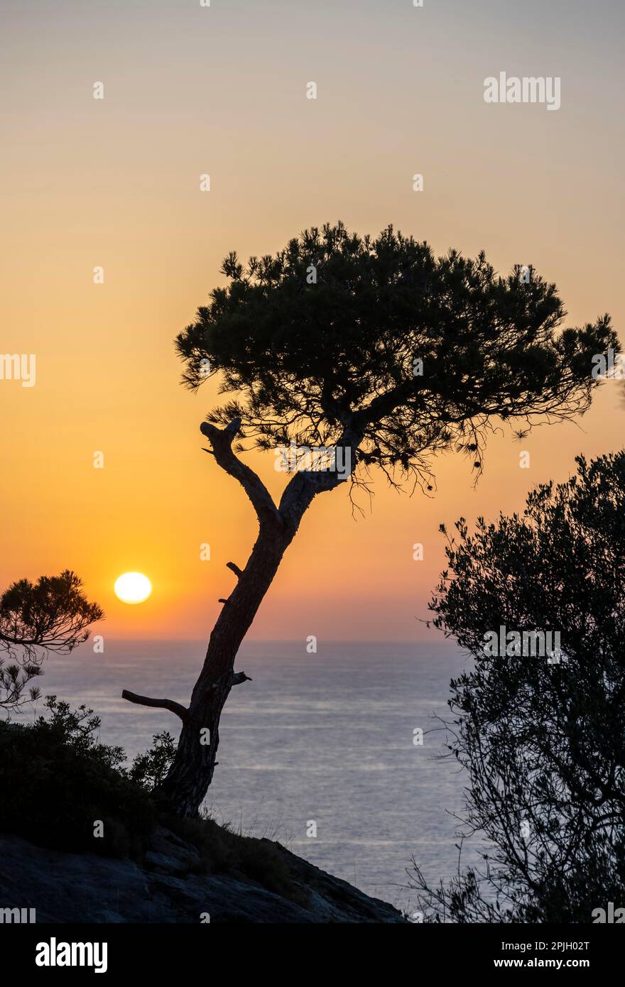 Sunset, silhouette of a tree, Majorca, Spain Stock Photo - Alamy