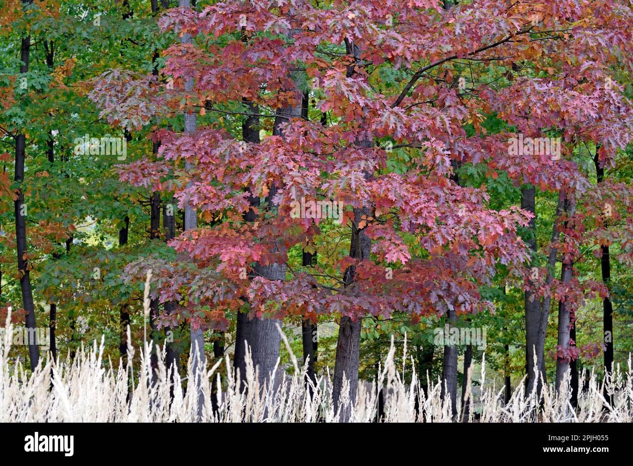 Northern red oak (Quercus rubra), leaves with typical red foliage ...