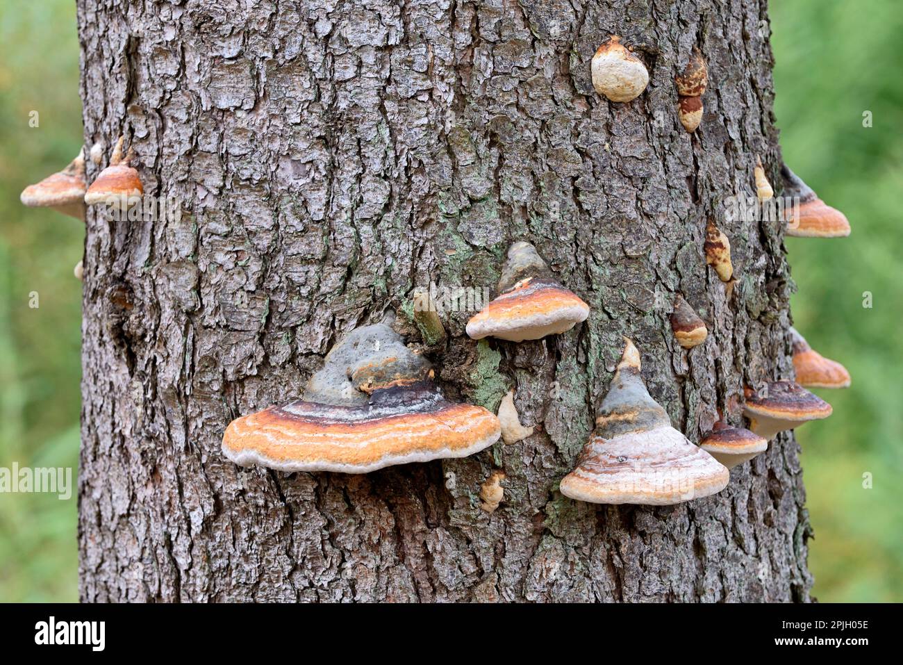 Spruce (Picea abies), trunk with tree fungi, tinder fungus (Fomes ...