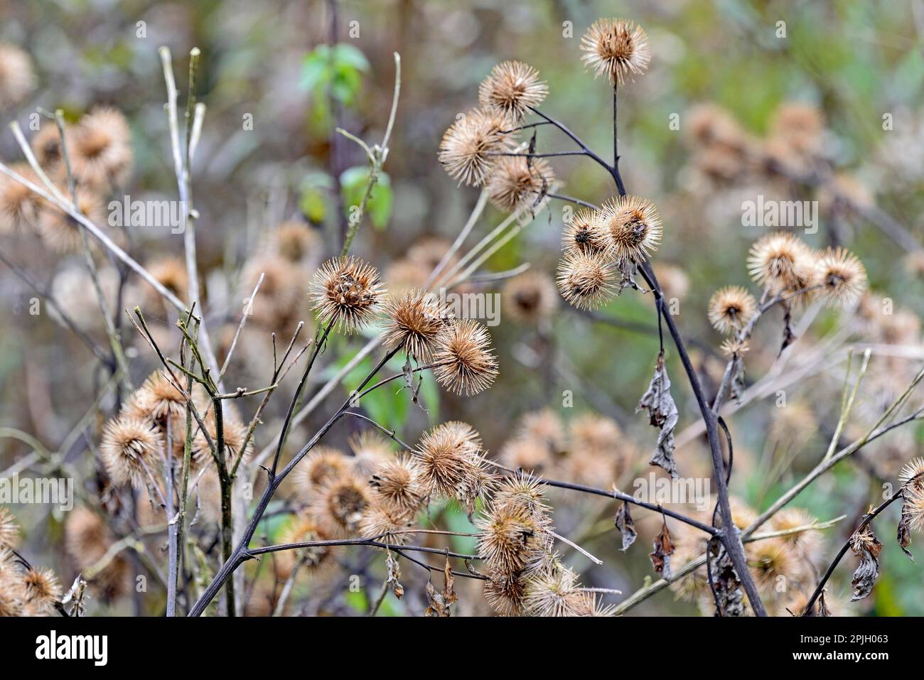 Burdocks (Arctium), dead spherical fruiting stems, Arnsberg Forest ...