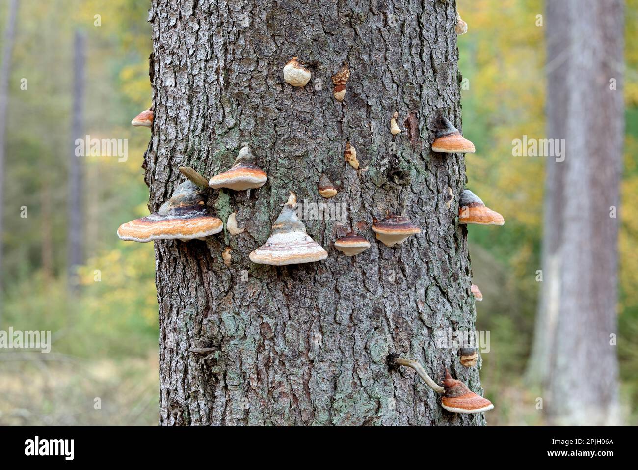 Spruce (Picea abies), trunk with tree fungi, tinder fungus (Fomes ...
