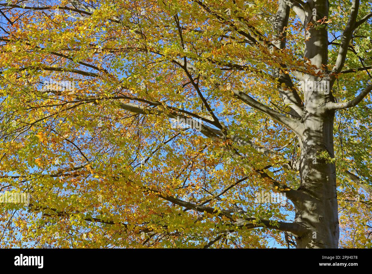 Common beech (Fagus sylvatica), view into the tree crown with autumn ...
