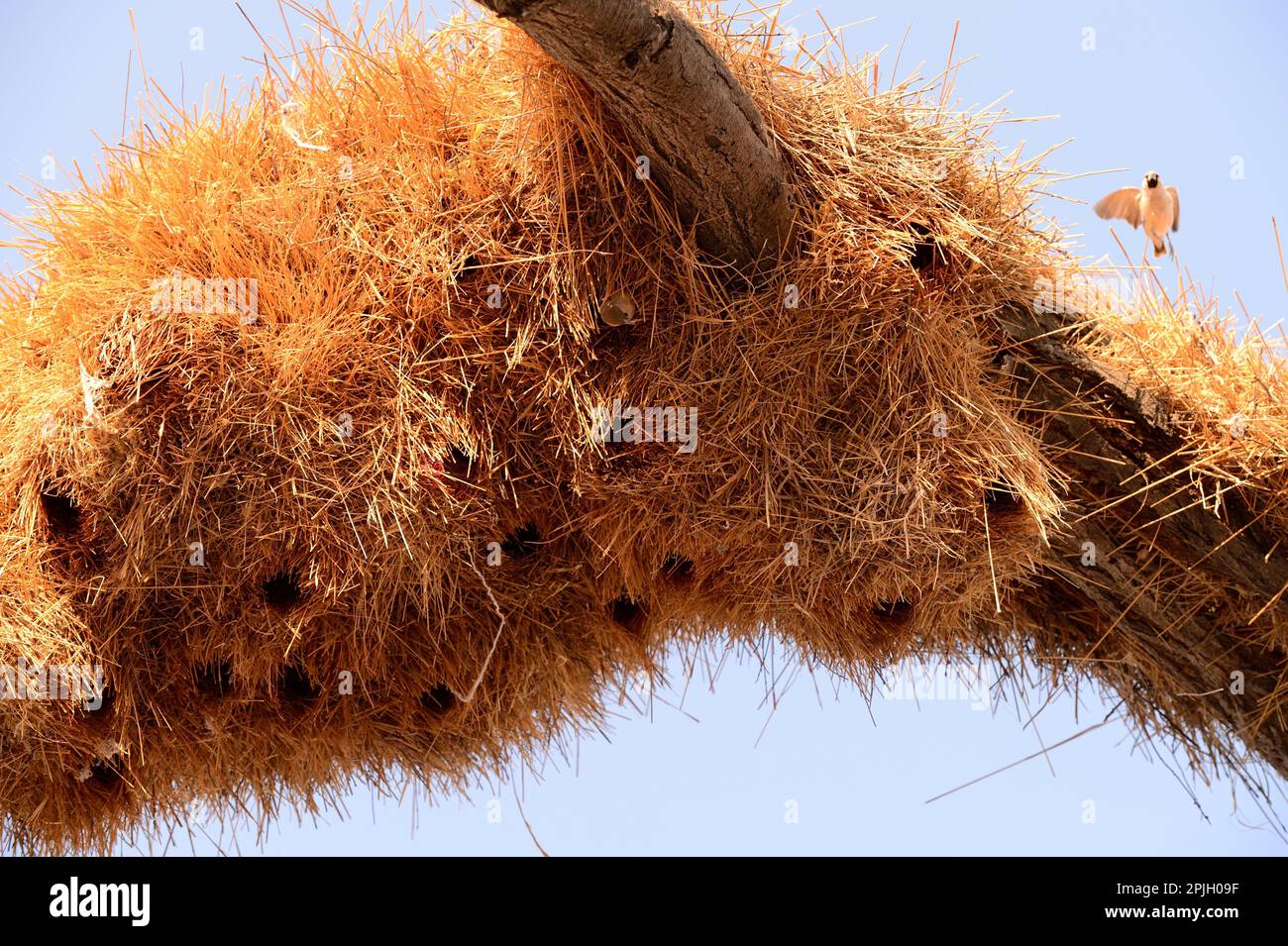 Sociable weaver (Philetairus socius) Bird nest colony in tree, Etosha ...