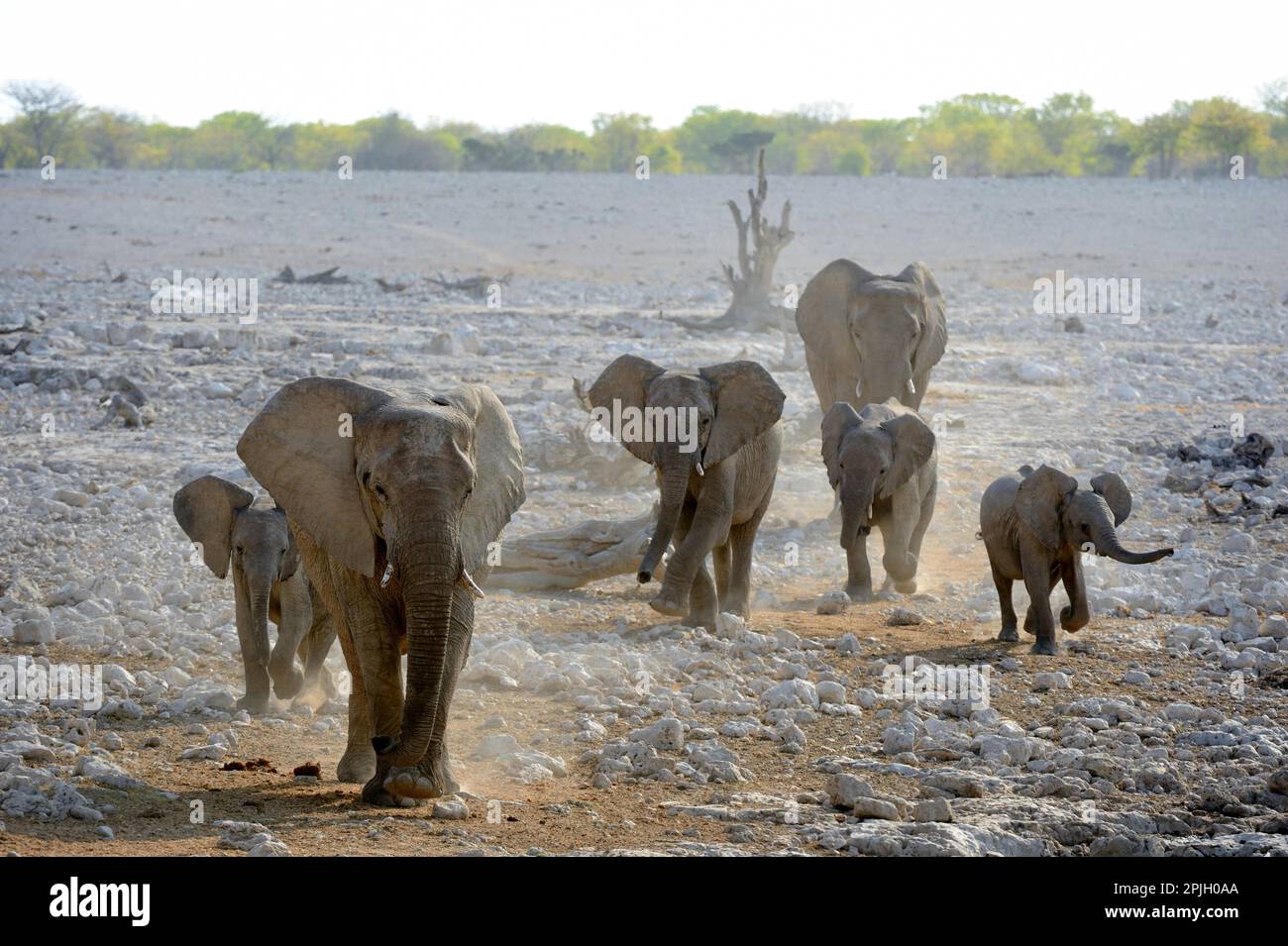 African elephant (Loxodonta africana) elephant herd with cubs approaching a waterhole, Etosha ...