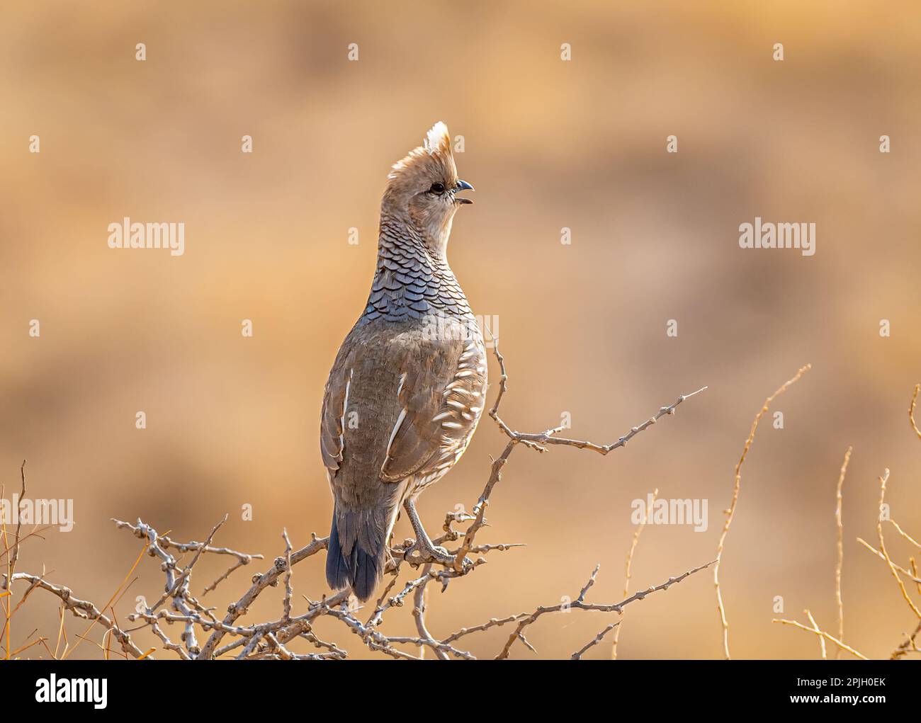 This male Scaled Quail was proclaiming its territory from a thorny bush ...