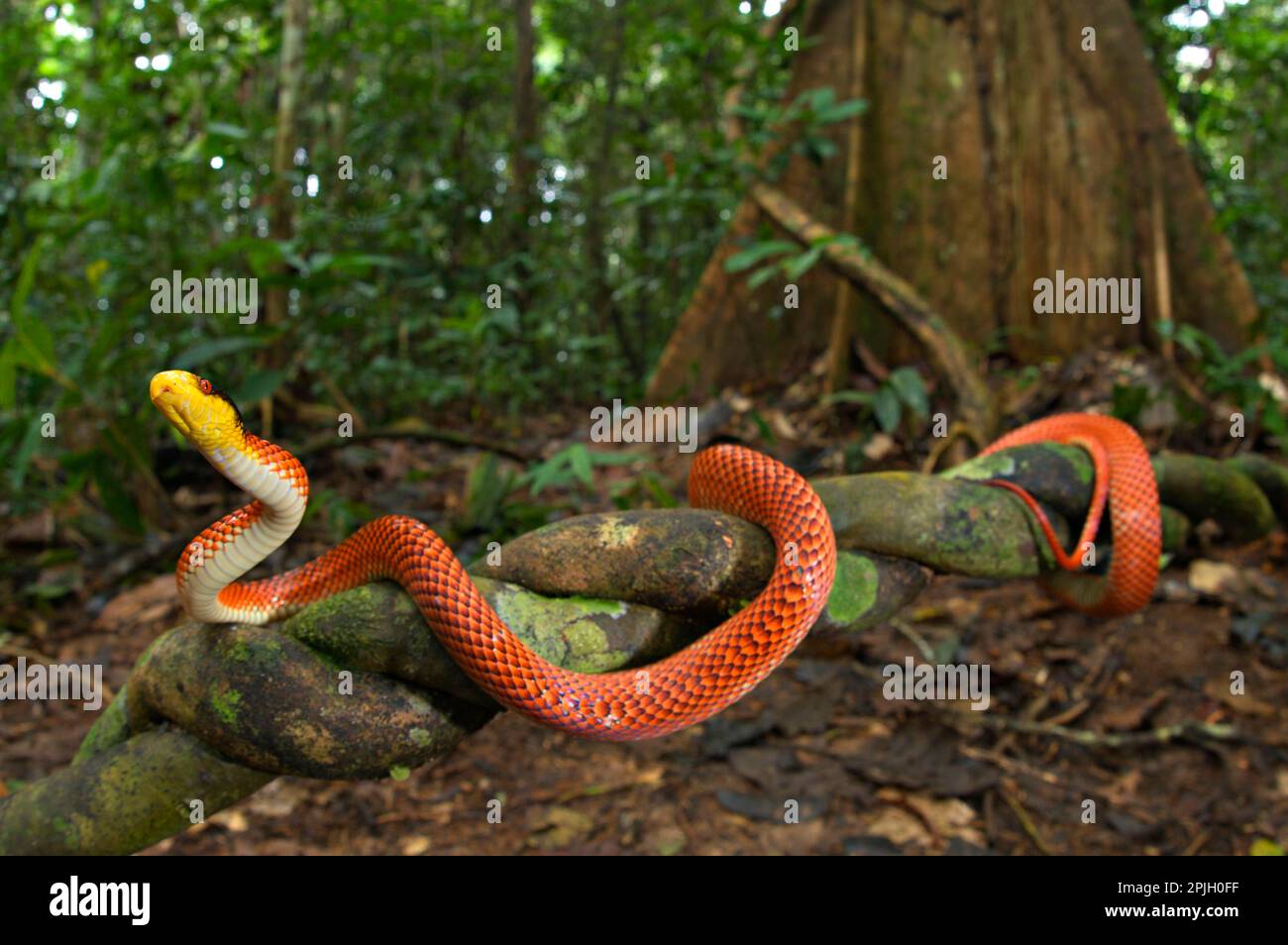 Adult yellow-headed snake (Oxyrhopus formosus), climbing on lianas in ...