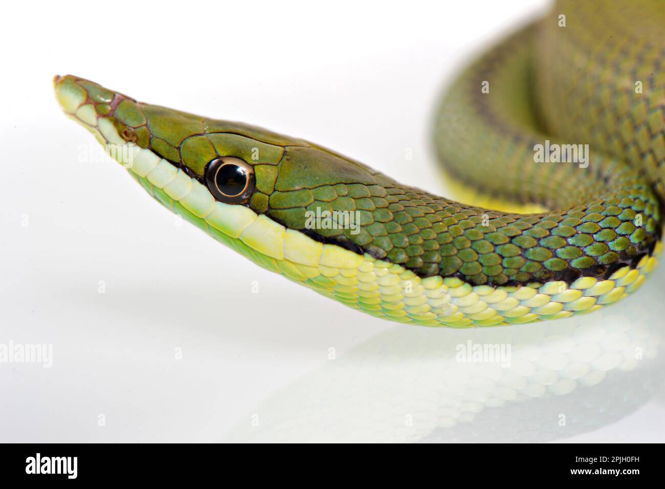 Argentine Long-nose Snake (Philodryas baroni) adult, close-up of head ...