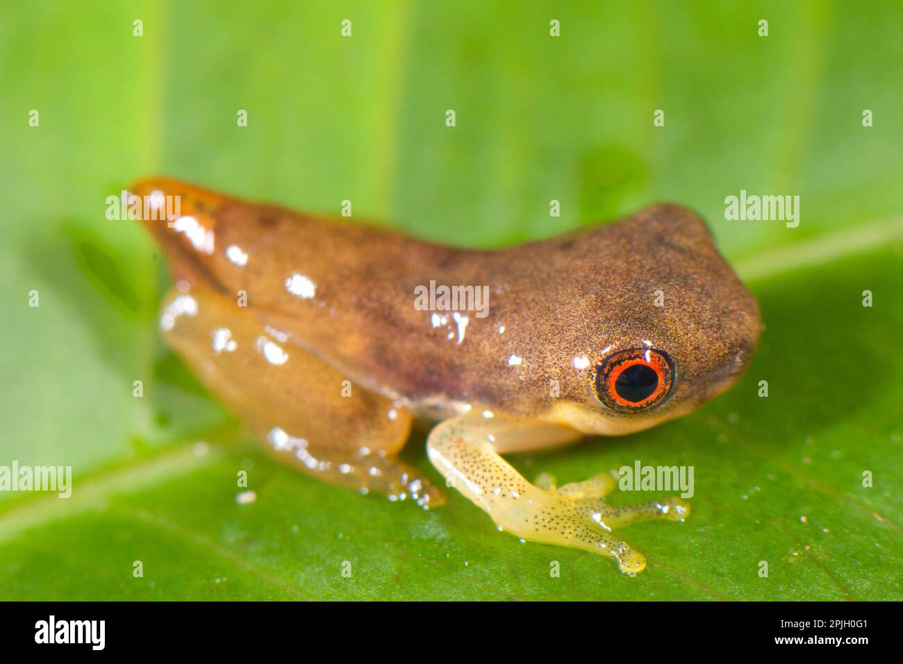 Tree frog dendropsophus sp hi-res stock photography and images - Alamy
