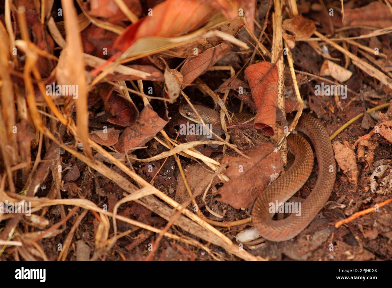 Gold bellied snakes hi-res stock photography and images - Alamy