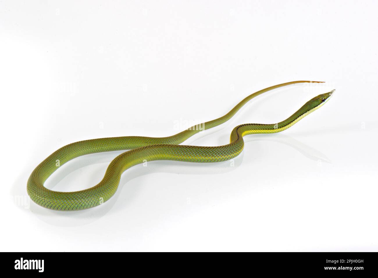 Argentine Long-nose Snake (Philodryas baroni) adult, Long-nose Snake ...