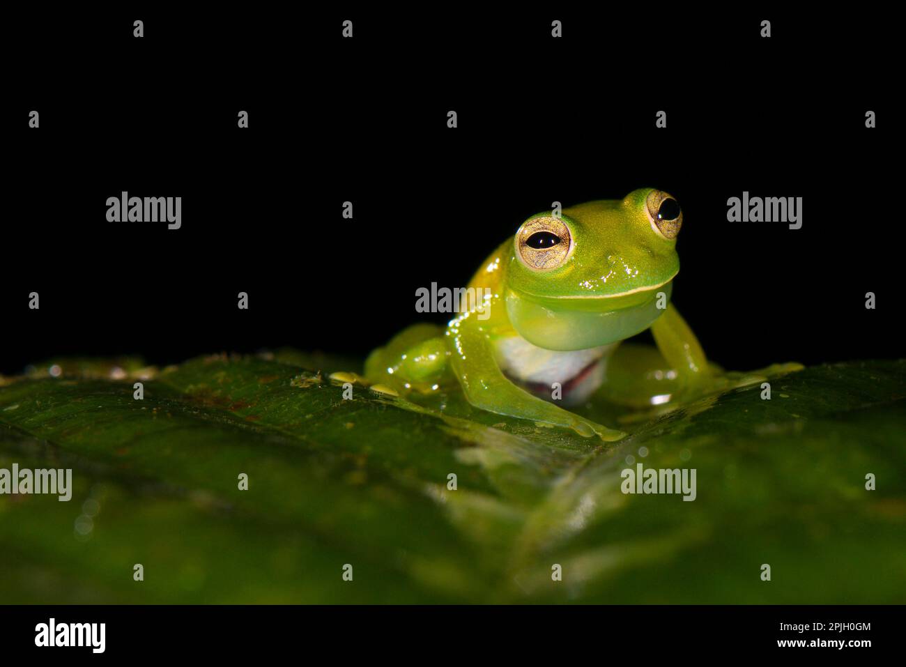 Santa Cecilia Cochran's frog (Cochranella midas) adult male, calling ...