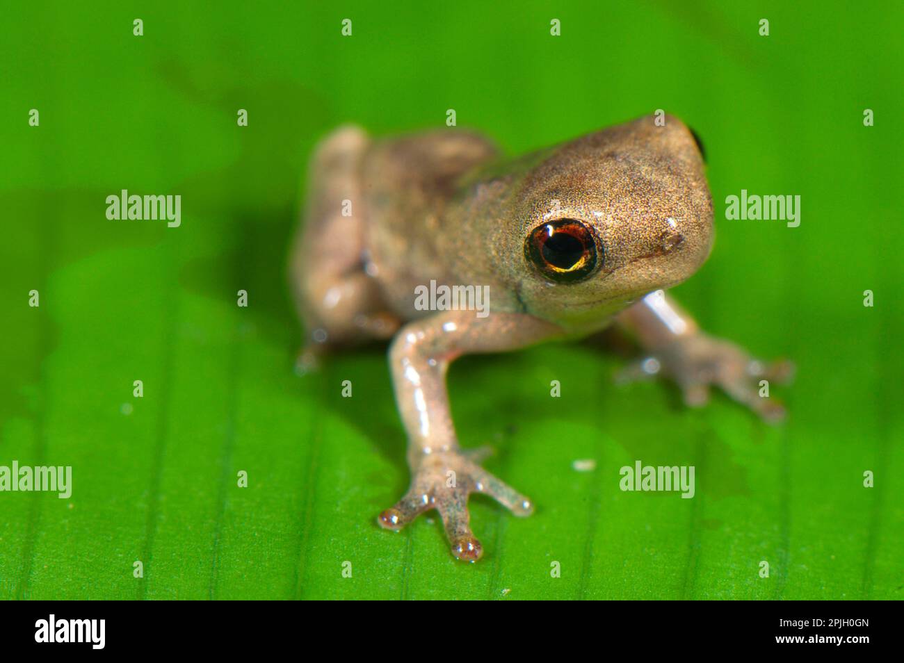 Treefrog, Treefrogs, Amphibians, Other animals, Frogs, Animals, Slender ...