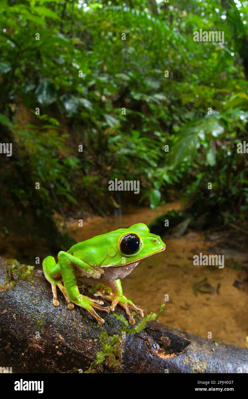 Oregon Black Eyed Frog