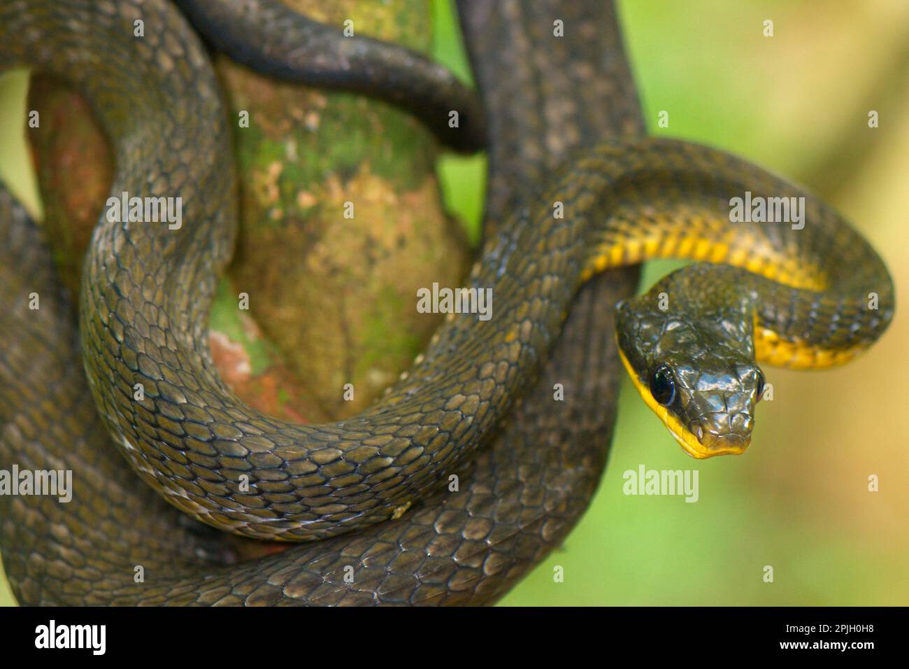 Red Sipo, Red Sipos, Sipo, Sipos, Adder, Adder, Other animals, Reptiles ...