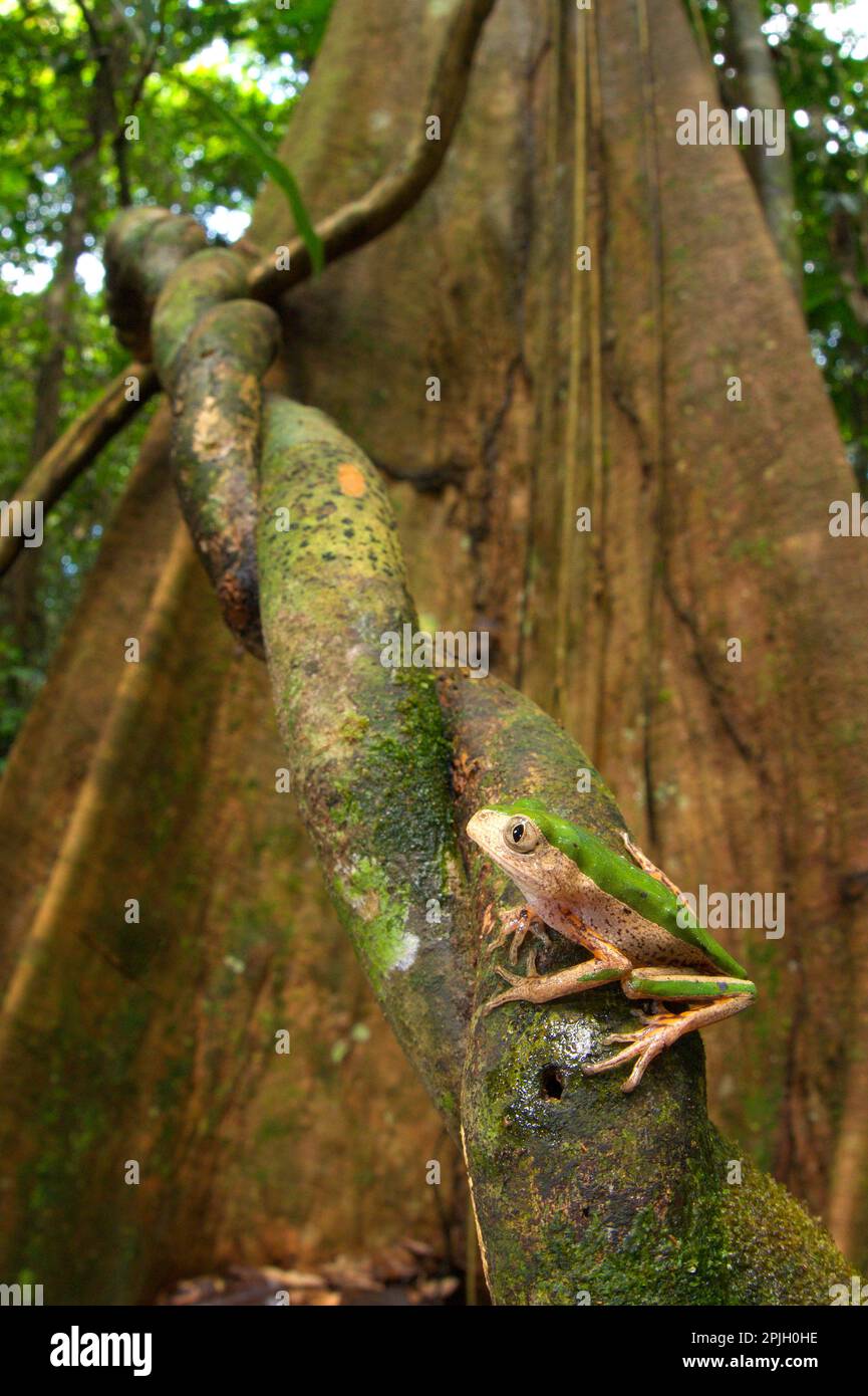 Tree Frog, Tree Frogs, Tree Frogs, Amphibians, Other Animals, Frogs ...