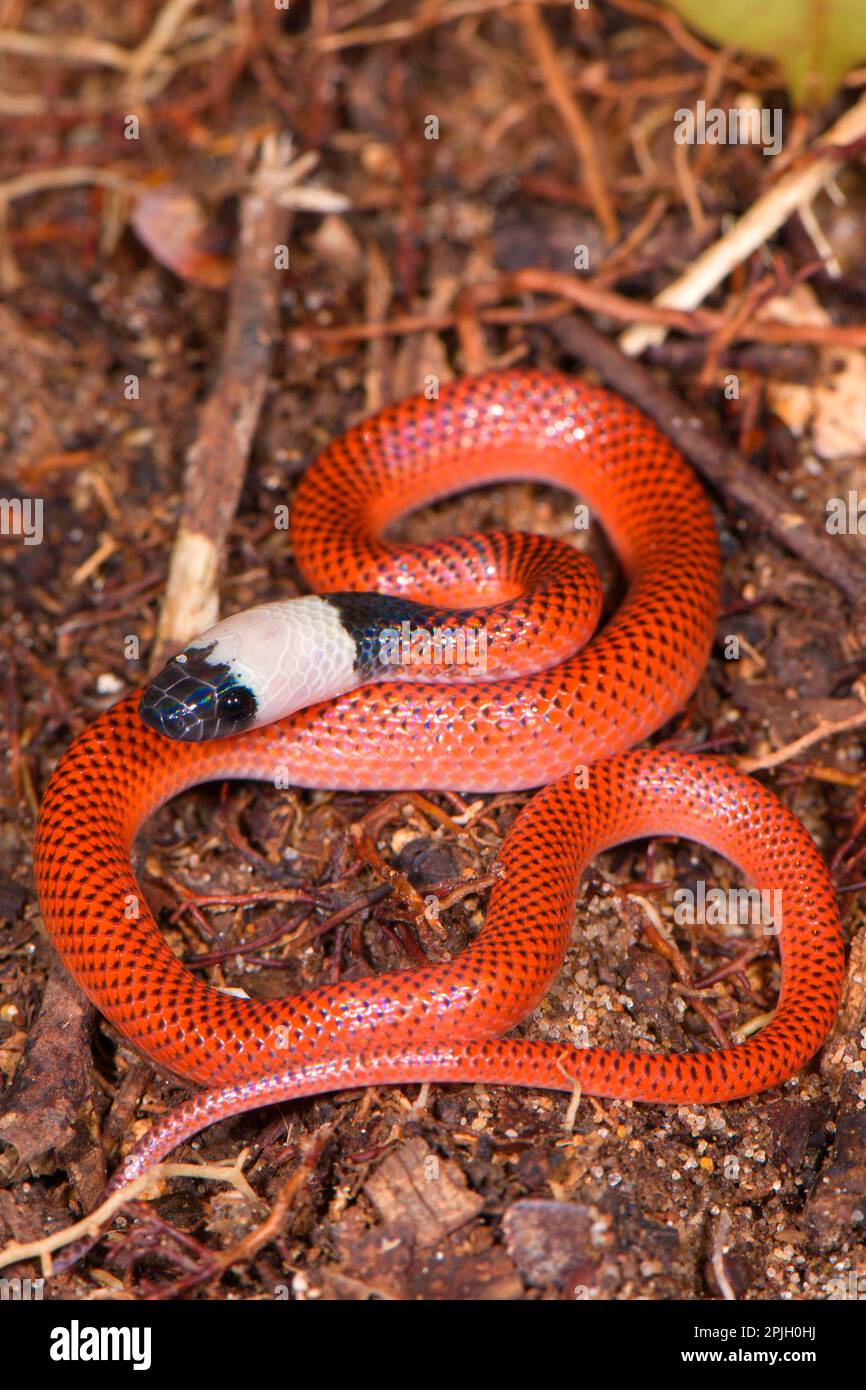 Amazon egg eater snake hi-res stock photography and images - Alamy