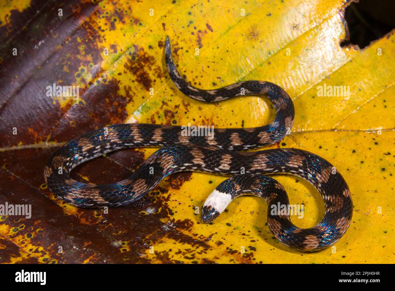 Adder, Adder, Other animals, Reptiles, Snakes, Animals, Ground Snake ...