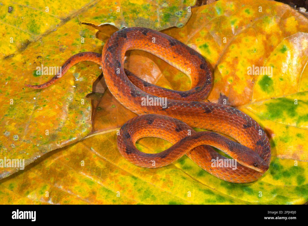 Adult scaly ground snake (Xenopholis scalaris), coiled on leaf litter ...