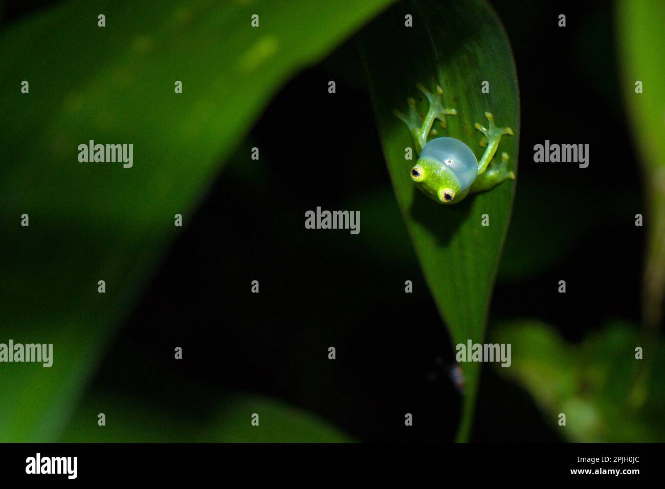 Berger's glass frog (Hyalinobatrachium bergeri), adult male, calling ...