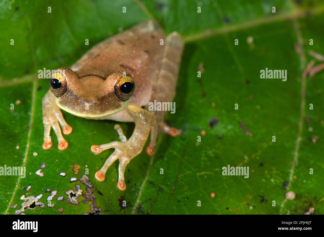 Treefrog, Treefrogs, Amphibians, Other animals, Frogs, Animals, Slender ...