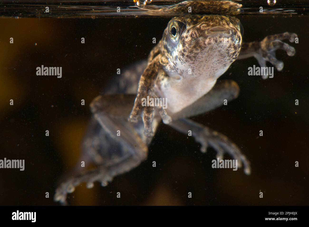 Acre tree frog (Dendropsophus acreanus) metamorphosing frog, a few ...