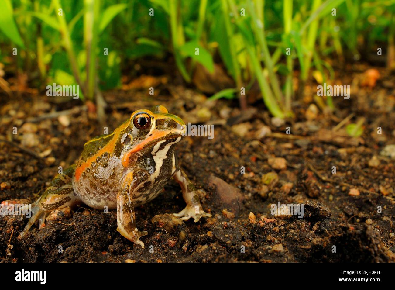 Dwarf burrowing frog, Dwarf burrowing frogs, Amphibians, Other animals ...