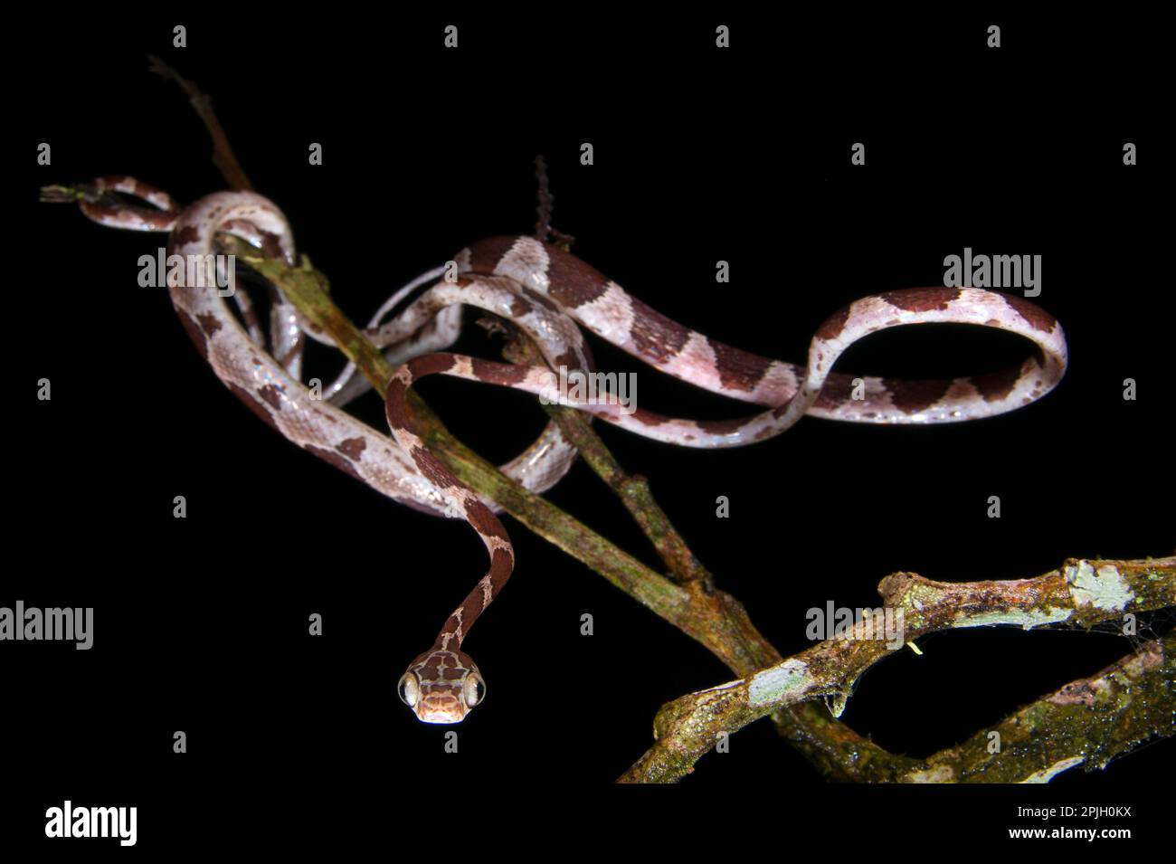 Blunt-headed adult blunthead tree snake (Imantodes cenchoa), hunts ...