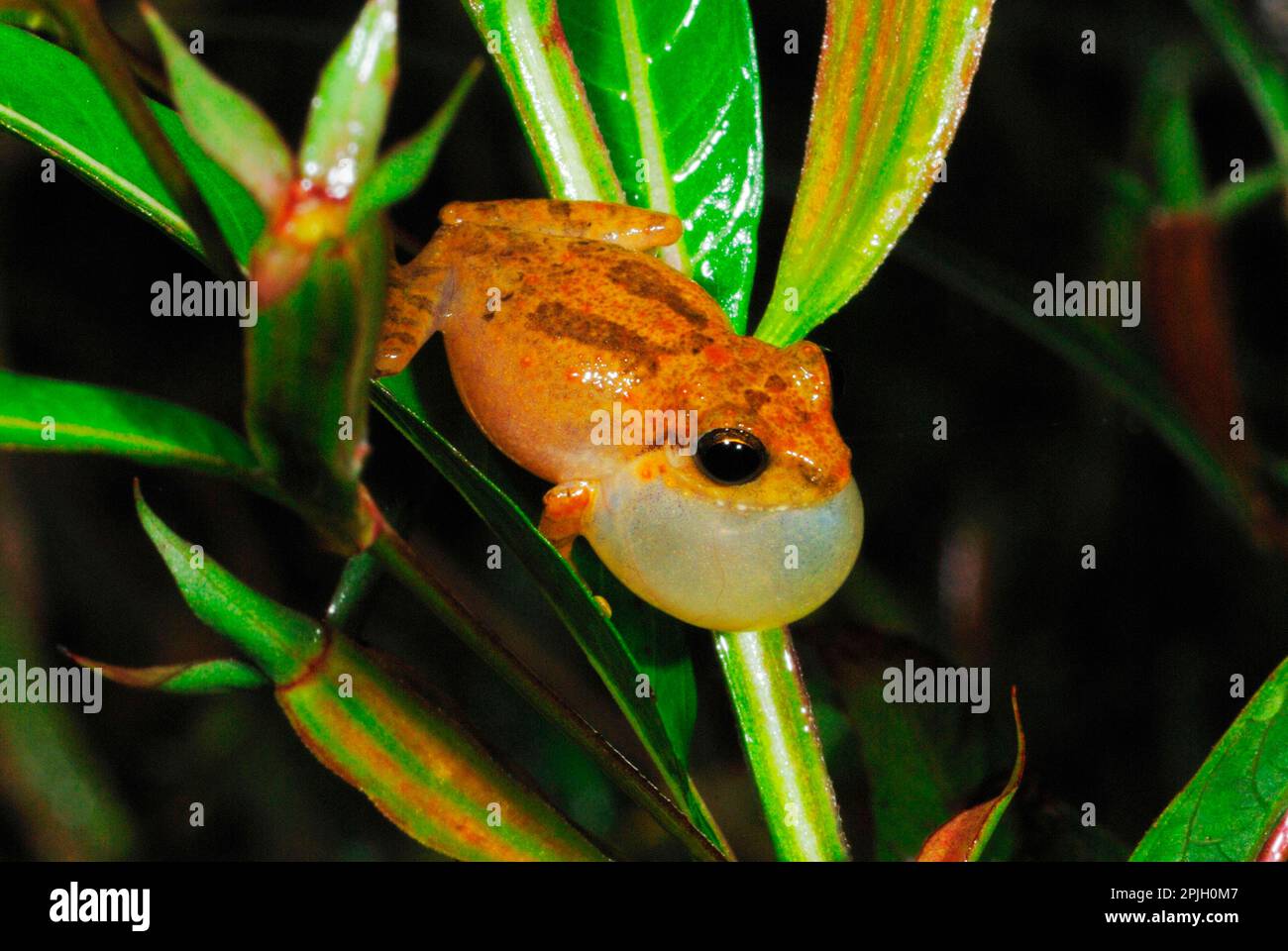Common Shrub Frog (Philautus popularis) adult, calling, with inflated ...
