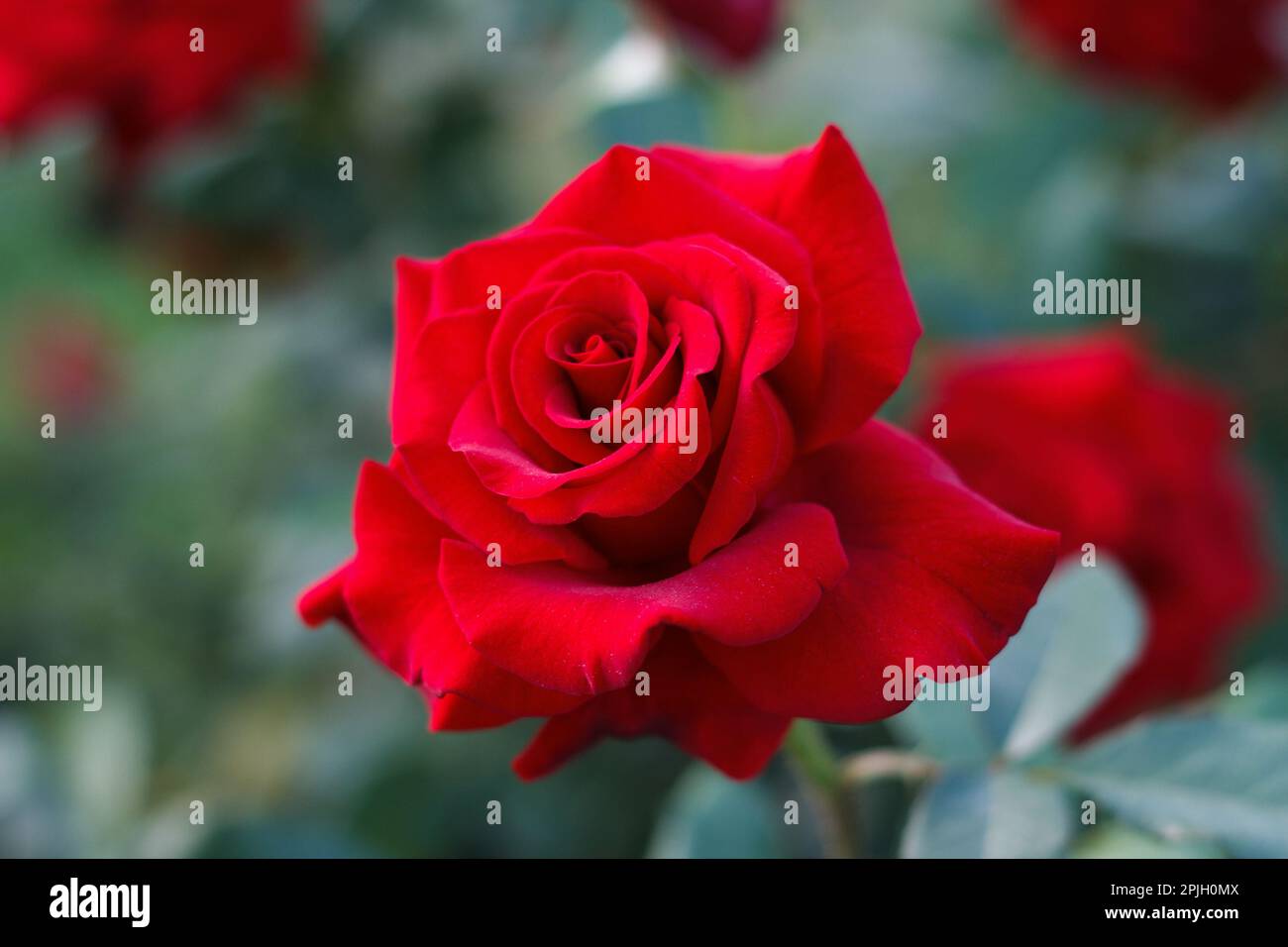 Lovely rose hi-res stock photography and images - Alamy
