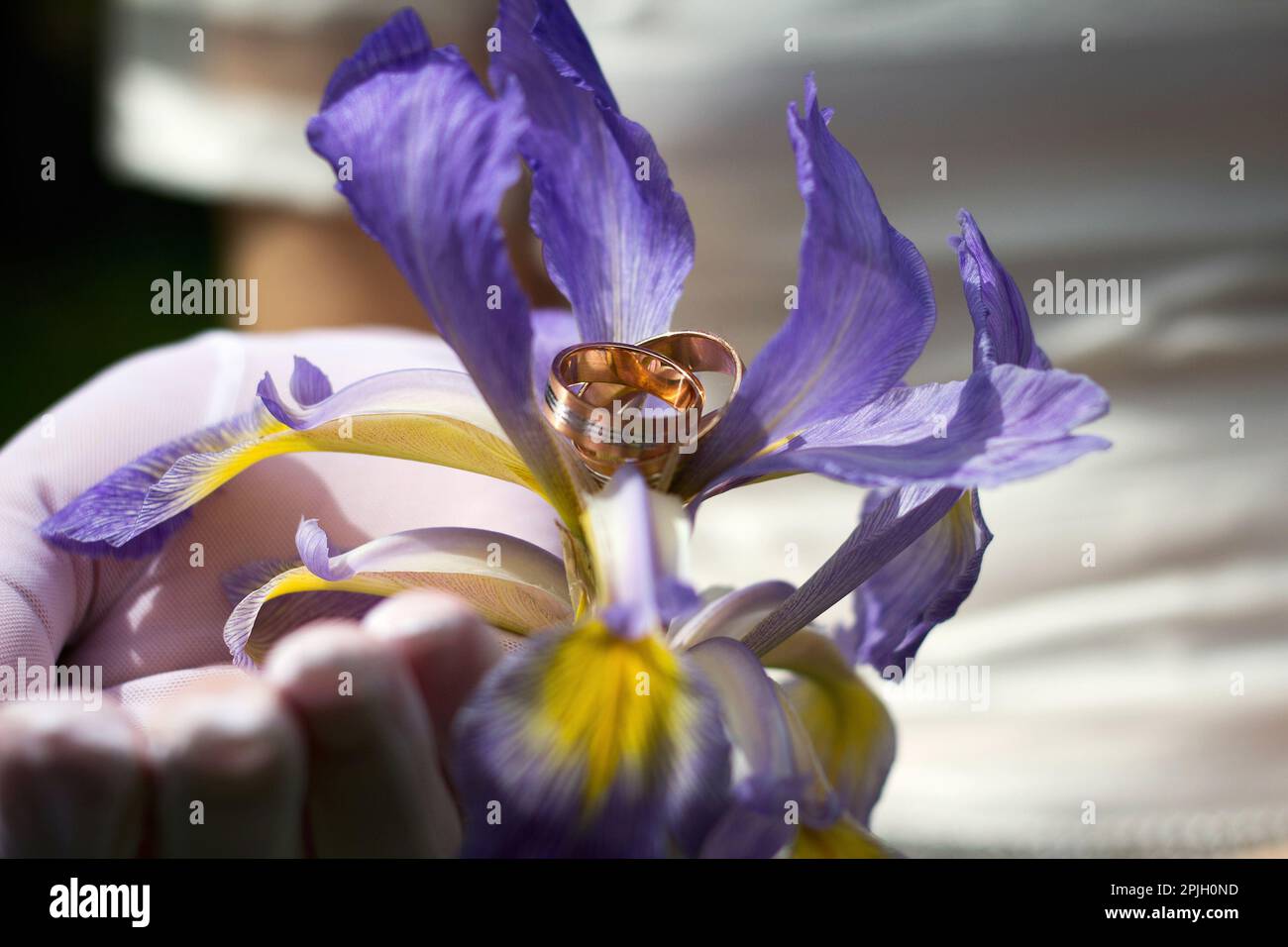 Gold wedding rings in an iris flower Stock Photo - Alamy
